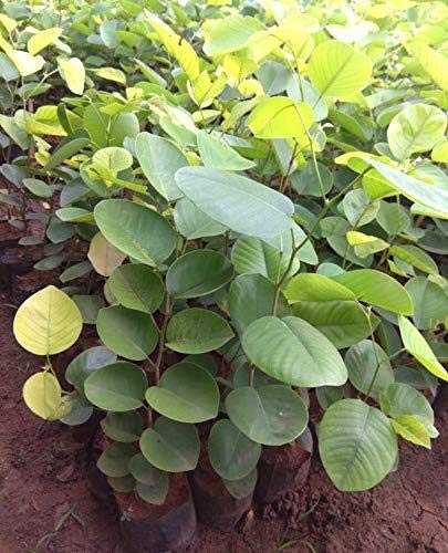 Organix.Rosa Sandalwood Red Sanders Lal Chandan Or Raktachandan Low ...