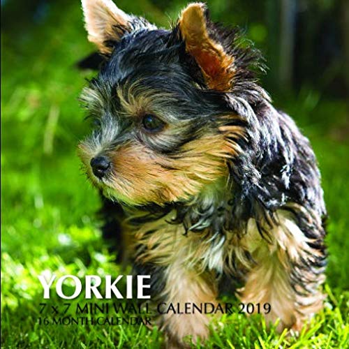 Yorkie 7 x 7 Mini Wall Calendar 2019: 16 Month Calendar: Landon, Mason ...