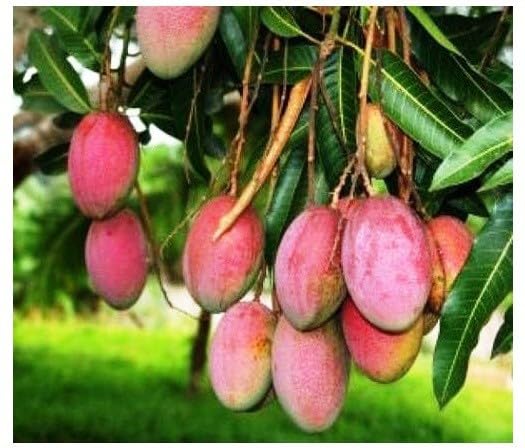 OXYGREEN PLANT Thai Kujai Qjai Variety Grafted Mango Aam Fruit Live ...