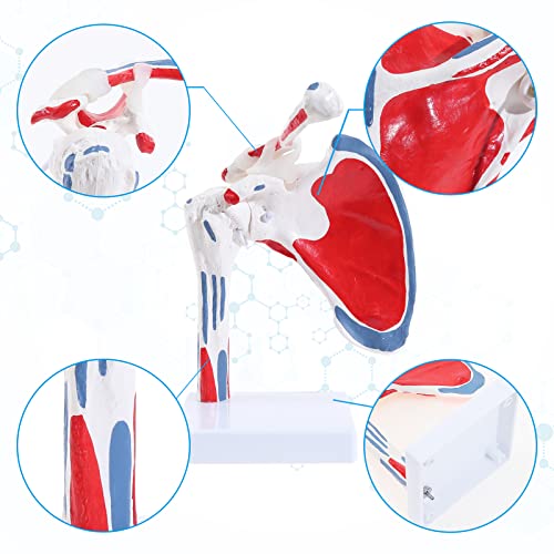 Snapklik.com : Shoulder Joint Muscles Model, Model For Learning ...