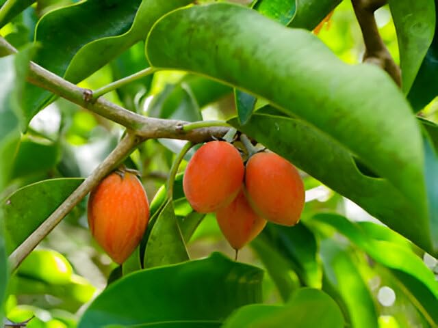 ABEFARIYA Spanish Cherry Bakul Flower Plant Mimosas Elengi Maulsari ...