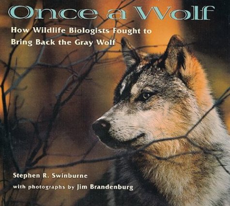 Once A Wolf: How Wildlife Biologists Fought to Bring Back the Gray Wolf ...