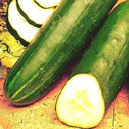 SeeKay Cucumber Perfection - 25 Seeds - Vegetable : Amazon.co.uk: Garden