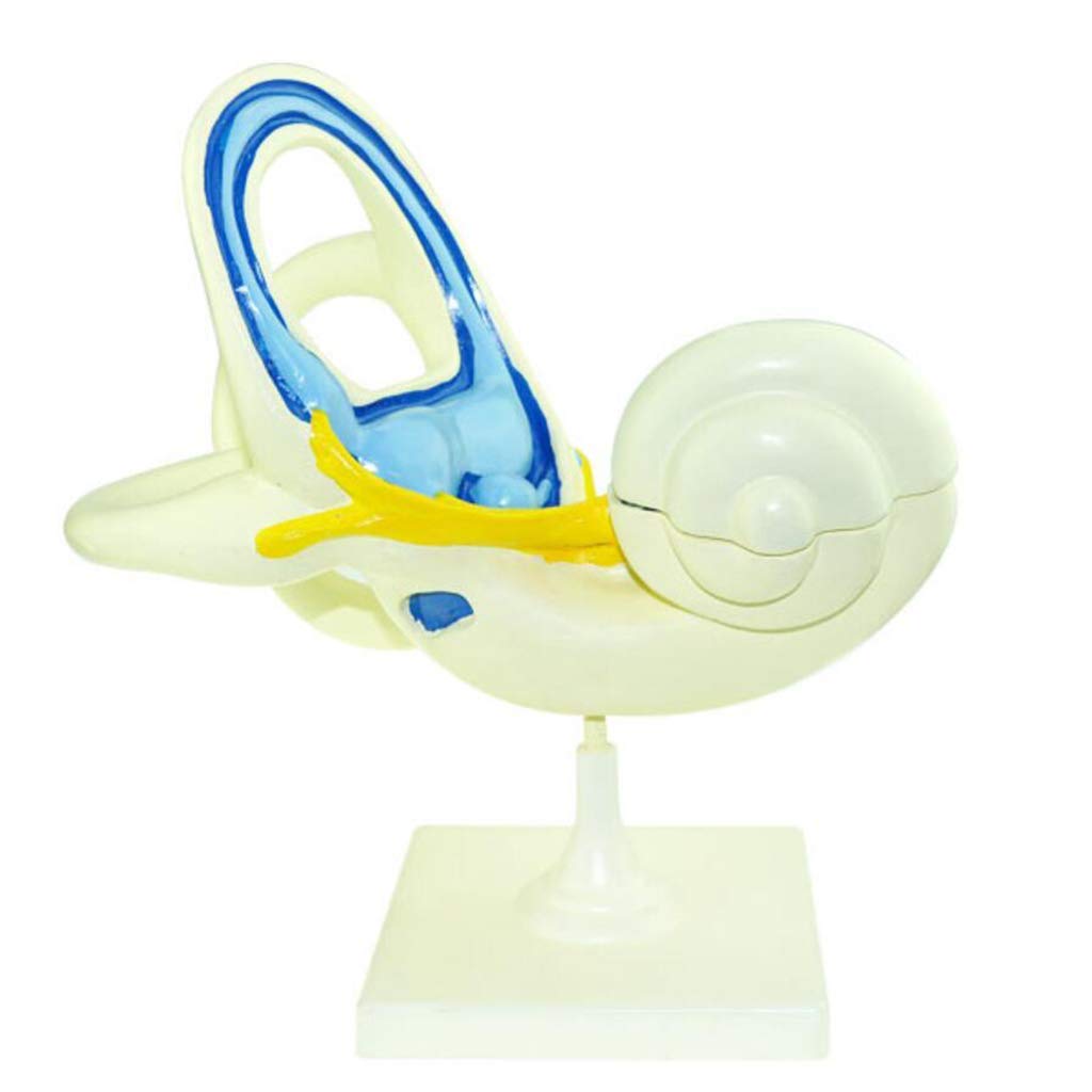 Buy Anatomical model of the human ear maze model of the inner ear ...