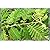 Buy Yotova Live Shami Holy Tree Prosopis Cineraria Plant Banni Maram ...