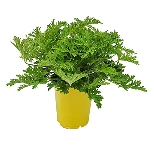 Citronella Plant Easy Guide: How to Grow the Mosquito Plant