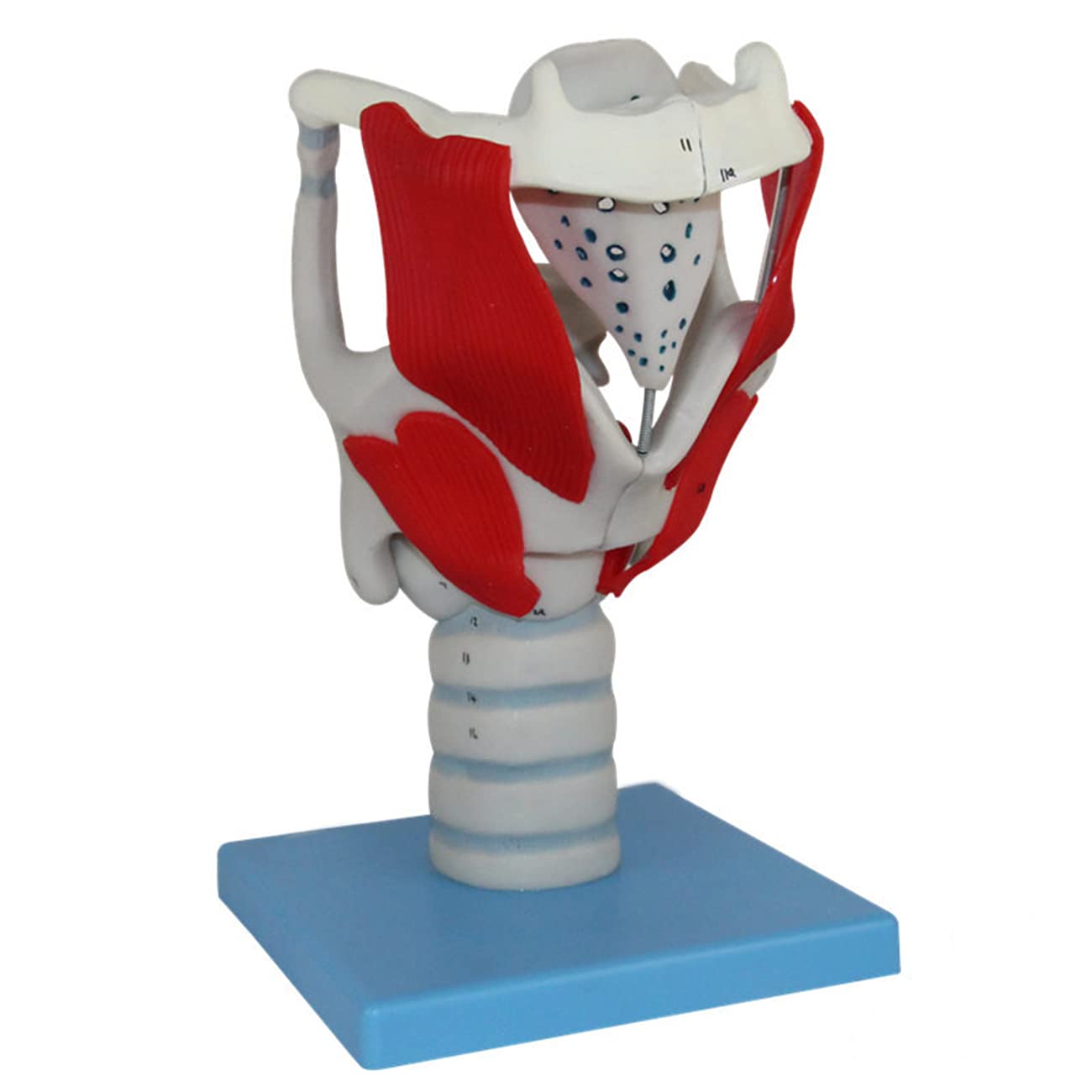 3x Magnified Larynx Anatomical Model Laryngeal Structure And Function ...