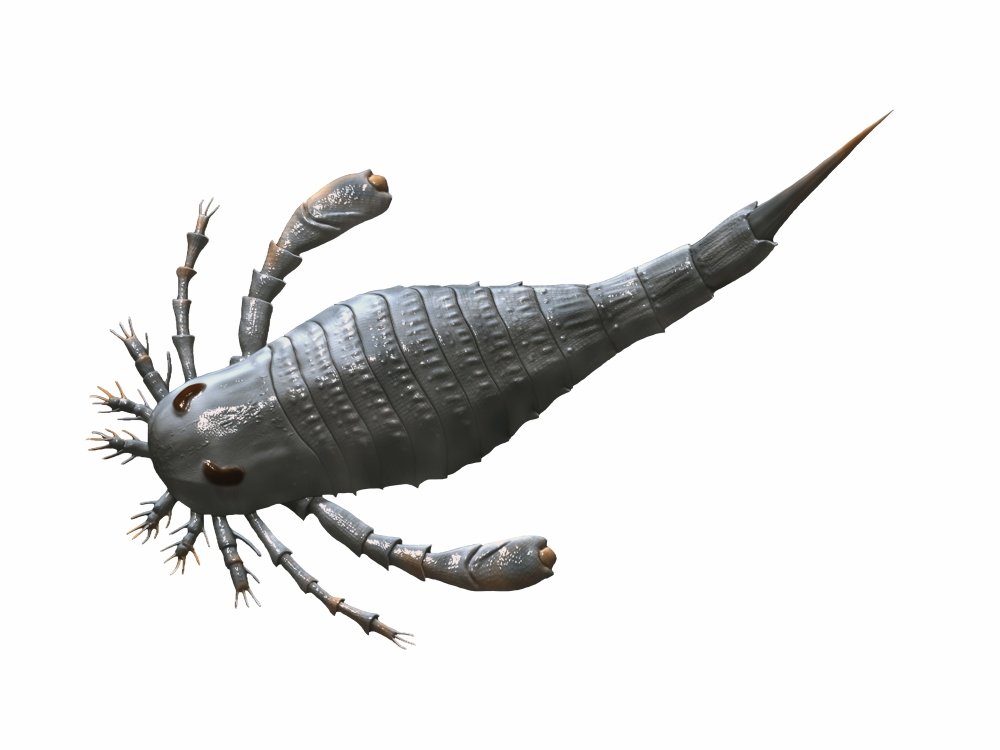Eurypterus