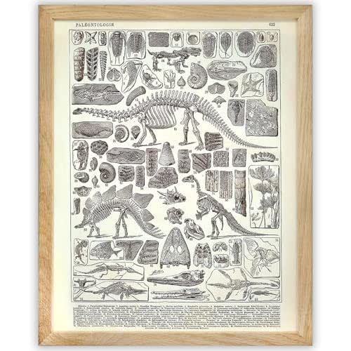 Amazon.com: Vintage Dinosaur Fossils Diagrams Art Print-Old French ...