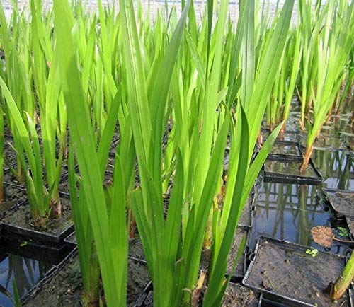 M-Tech Gardens Rare Medicinal Plant Sweet Flag (Acorus calamus) Vayambu ...