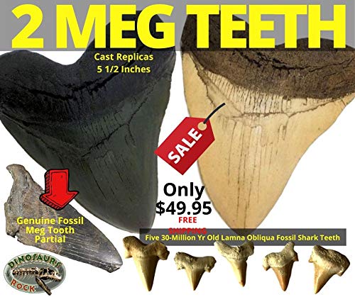 Buy The Meg Gift - Two 5.5" Megalodon Tooth Replicas, Genuine Meg Tooth ...