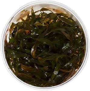 Amazon.com : Crypt Mi OYA (Aquatic Plant) : Patio, Lawn & Garden