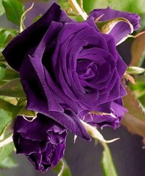 Rose Flower Tree Blue Colour Rose Golap Flower Tree Hybrid Plant Gullab ...