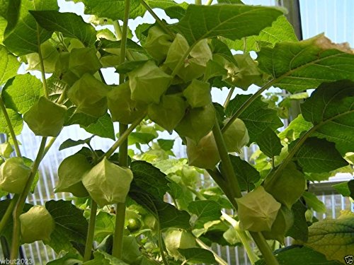 Giant Poha Berry, Cape Gooseberry (Physalis Peruviana) 500 Seeds ...