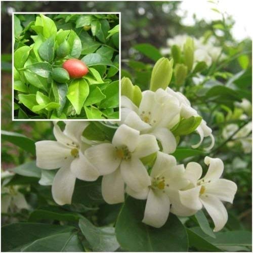 Tropical Flower Murraya Paniculata Orange jessamine Mara Mulla Calcutta ...