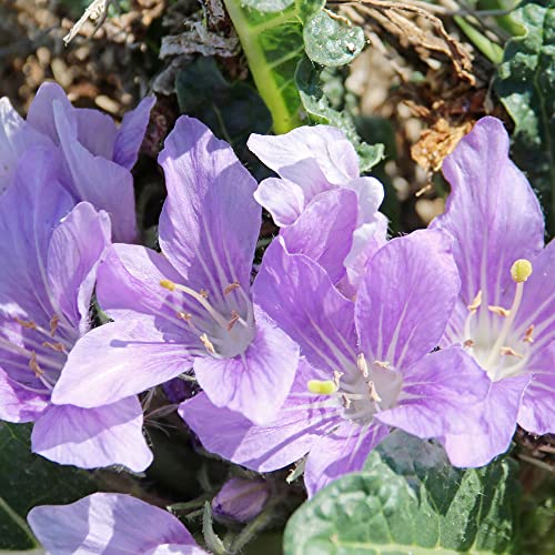 Mandrake plant - How to grow & care