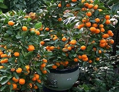 Royal Gardens Narangi Fruit Plant (1 Healty Live Plant) Pot : Amazon.in ...
