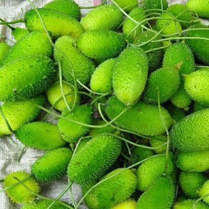 Spiny Gourd, Kantola, Kakrol Vegetable Seeds, high germination | 43 ...