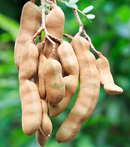 Bahan Tamarind Imli Tamarindus Indica Fruit Outdoor Plant : Amazon.in ...
