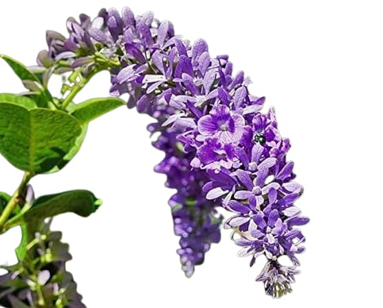 TENDER LEAVES Nilmoni Lata Flower Live Plant Petrea volubilis Vine ...