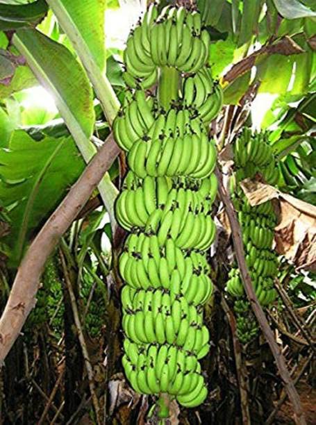 Bee Green Live Assam Malbhog Banana plant : Amazon.in: Garden & Outdoors