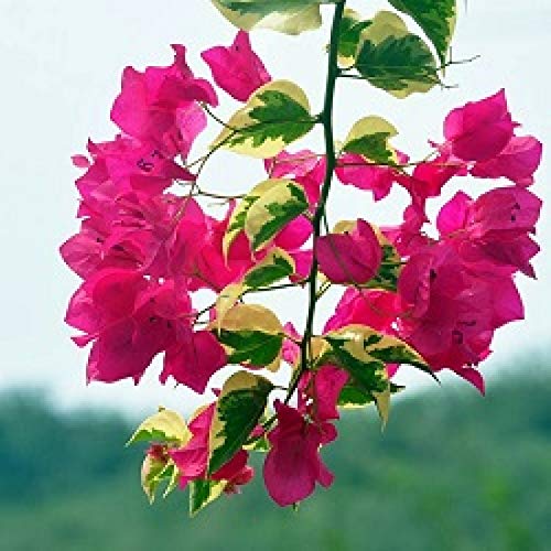 Mphmi Nursery Delhi NCR Bougainvillea Variegated Plant : Amazon.in ...