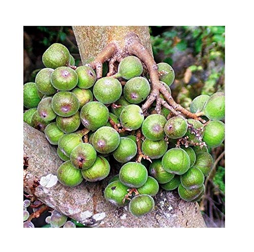 Famous Garden Live Gular Fruit Plant With Pot -Outdoor Plant : Amazon ...