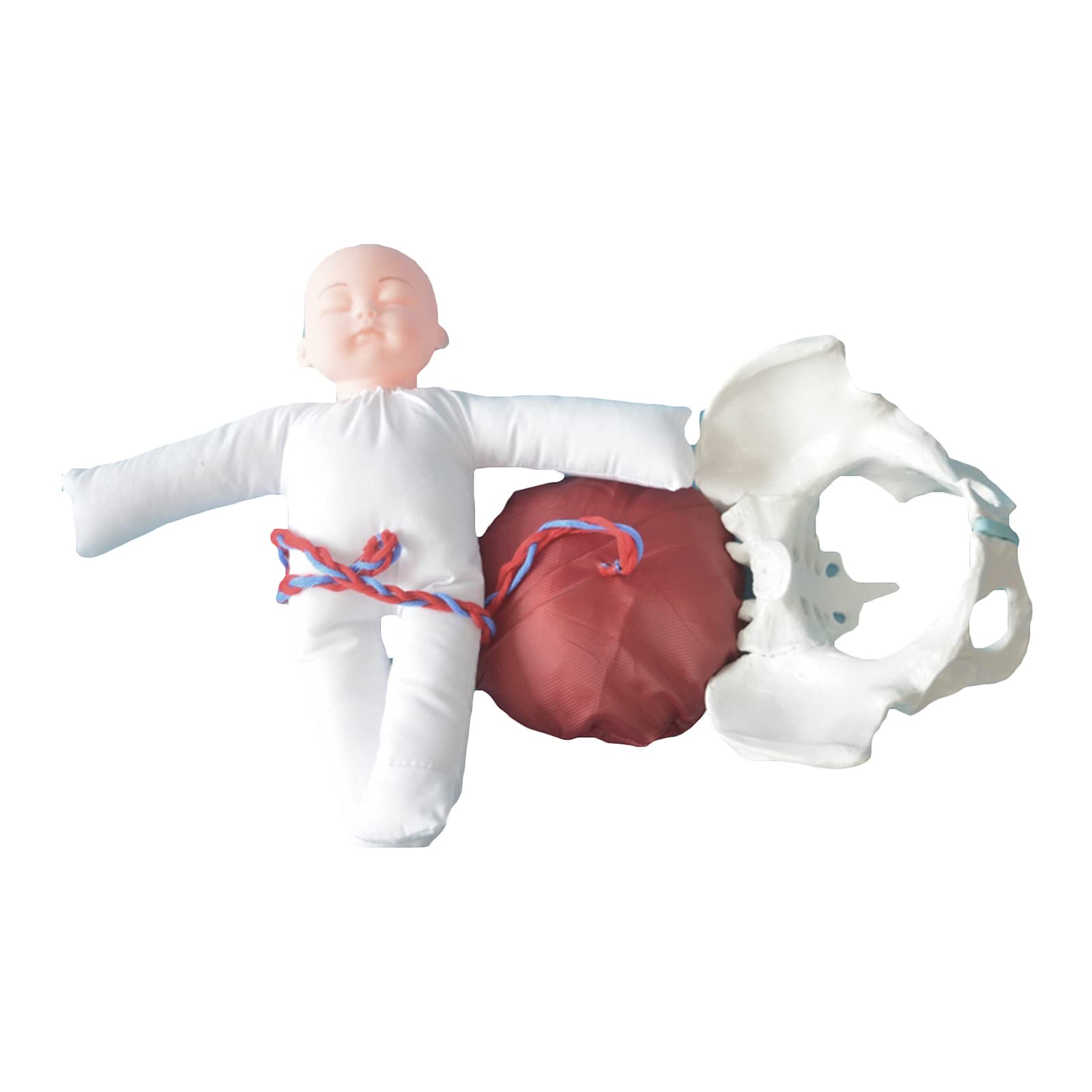 Buy K99 Female Pelvis Childbirth Model - Childbirth Teaching Pelvis ...