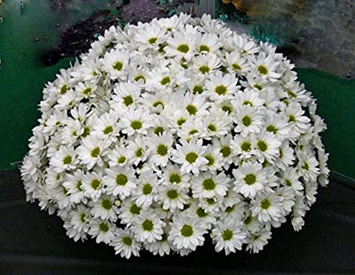 Creative Farmer Flower Seeds : Jamanthi Poovu Chrysanthemum White ...
