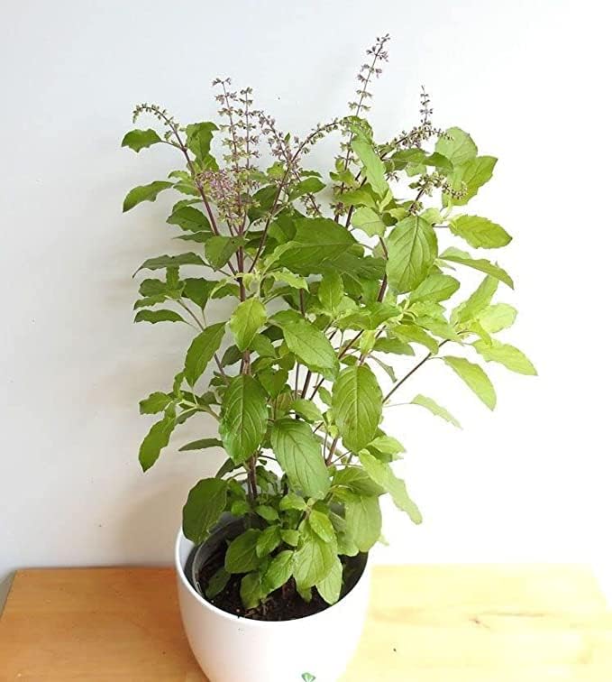 Growing Plants Original Live Live Tulsi Plant, Holy Basil with Black ...