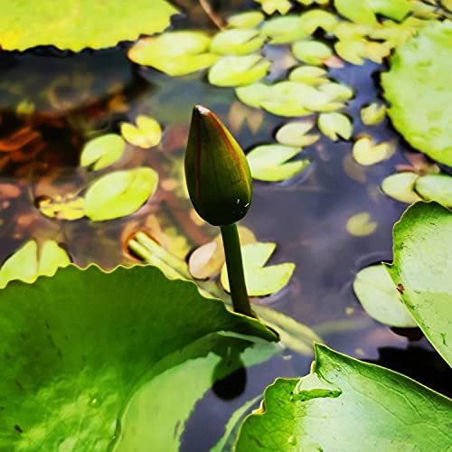 Amazon.com: Lonely : Nerse เนิส: Digital Music