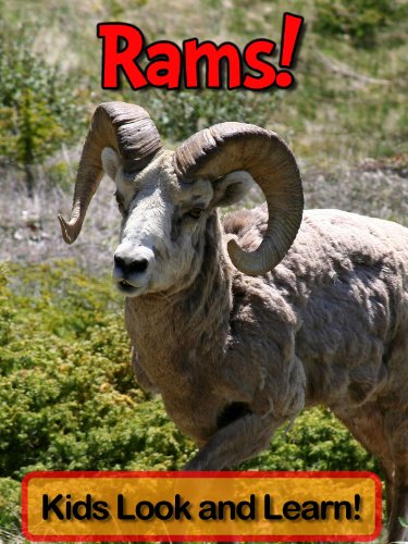 Amazon.com: Rams! Learn About Rams and Enjoy Colorful Pictures - Look ...