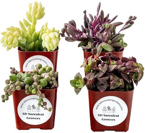 Amazon.com : Live Trailing Mystery Succulent | Well Rooted Real Hanging ...