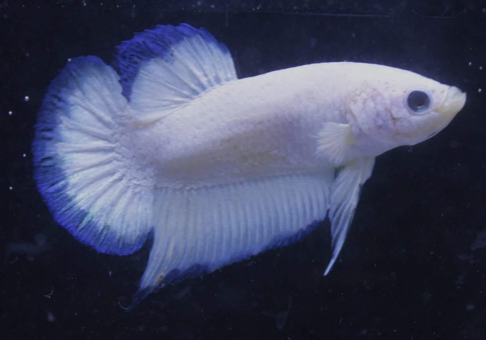 Dead White And Blue Fish