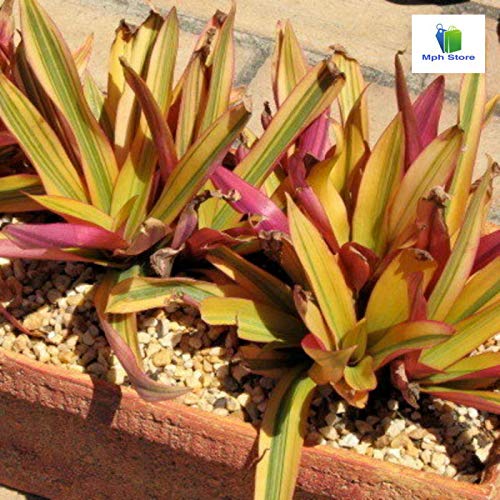 Amazing Store Rhoeo Golden, Rhoeo Spathacea Sitara Gold - Plant ...