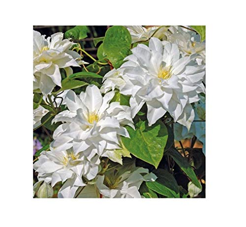 Indian Farms Live"Marua""Sweet marjoram""Marwa""Marjoram" White Herbal ...