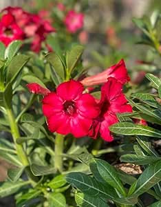 Amazon.com : YUNAKSEA Large Adenium Obesum Plant, (Live Red Adenium ...