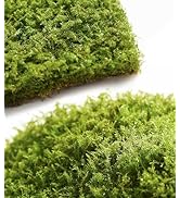 Amazon.com : LUCKY PLANT Fresh Live Moss Variety Pack - Ideal for DIY ...