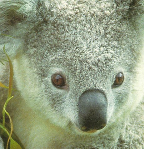 Animal-Shaped Board Books: Baby Animals: Deni Brown: 9780789429285 ...