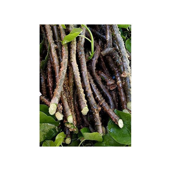 Buy DailyHome Natural Fresh Neem Tree Giloy Plant Stems Giloy Sticks (6 ...