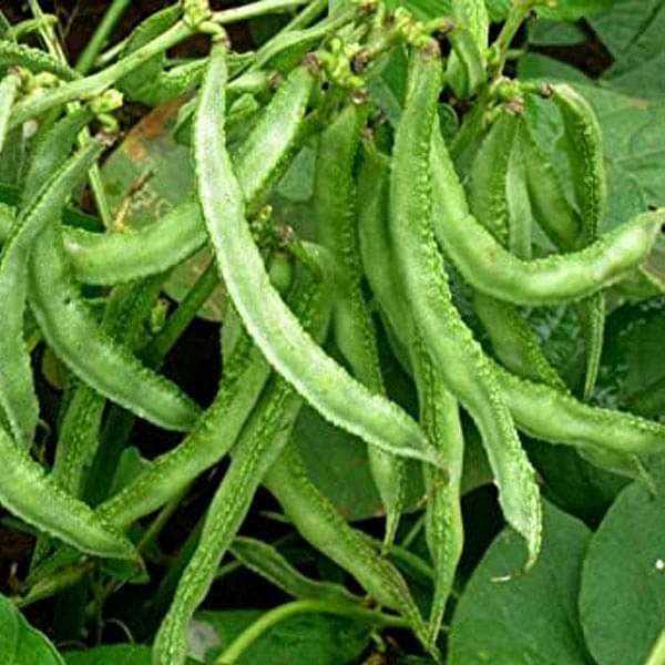 Vegetable Seeds (Sem Phali) : Amazon.in: Garden & Outdoors