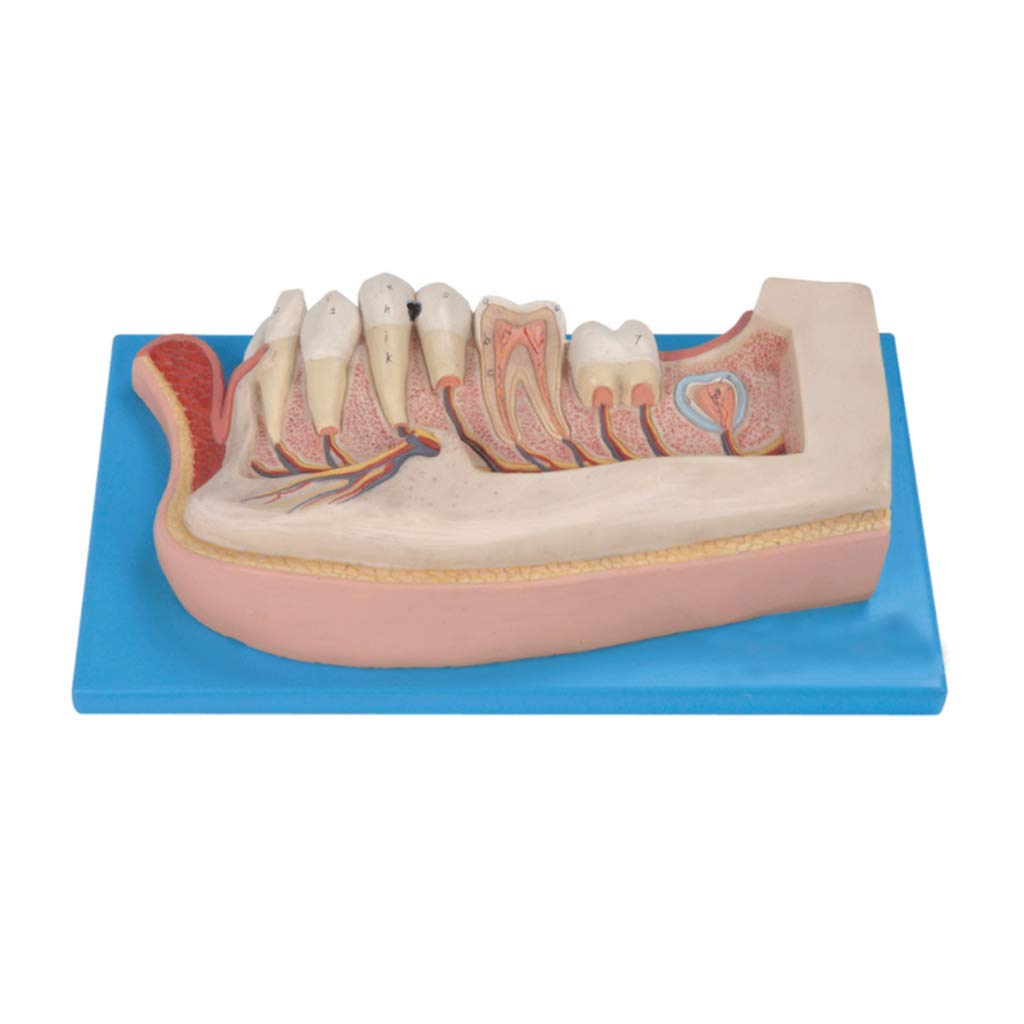 Childrens Dentition Model Morphology And Structure Of Mandibular ...