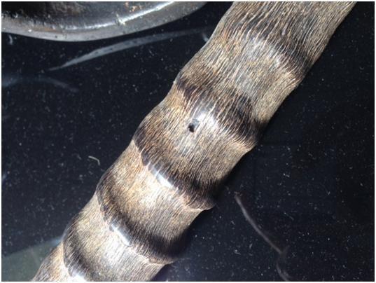 Amazon.com: Chofar Jerusalem Shofar Kosher Gemsbok Gemsbock Moroccan ...