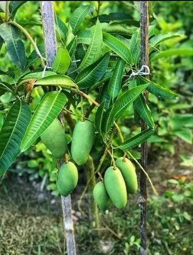 GooGreen Thai All time Mango Thai Mamidi Mangifera Indica Aam Amba ...