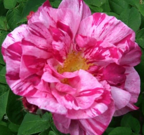 Rosa Shrub Rose 'ROSA Mundi' Plant : Amazon.co.uk: Garden