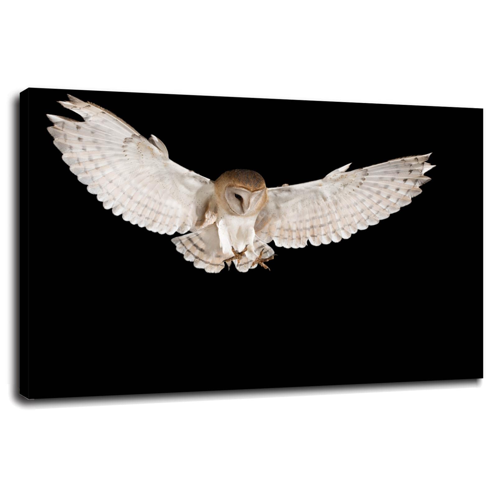 Barn Owls Hunting