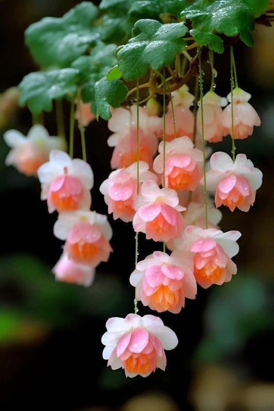 Ritz Farming Weeping begonia flower bulbs | pink with white color ...