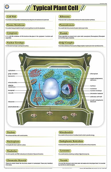 Buy STB03 | TeachingNest Typical Cell Chart (58x90cm) | English ...