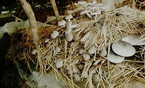 Paddy Straw Mushroom