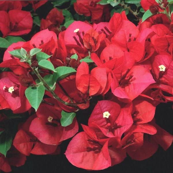 HYBRID Rare Climbing Deep Red Bougainvillea bougainvillai pukenvilla ...